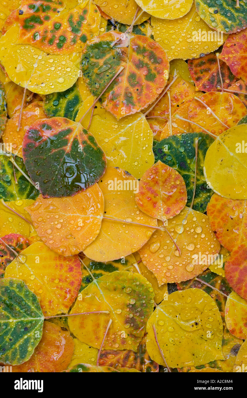 Aspen trees in vail hi-res stock photography and images - Alamy