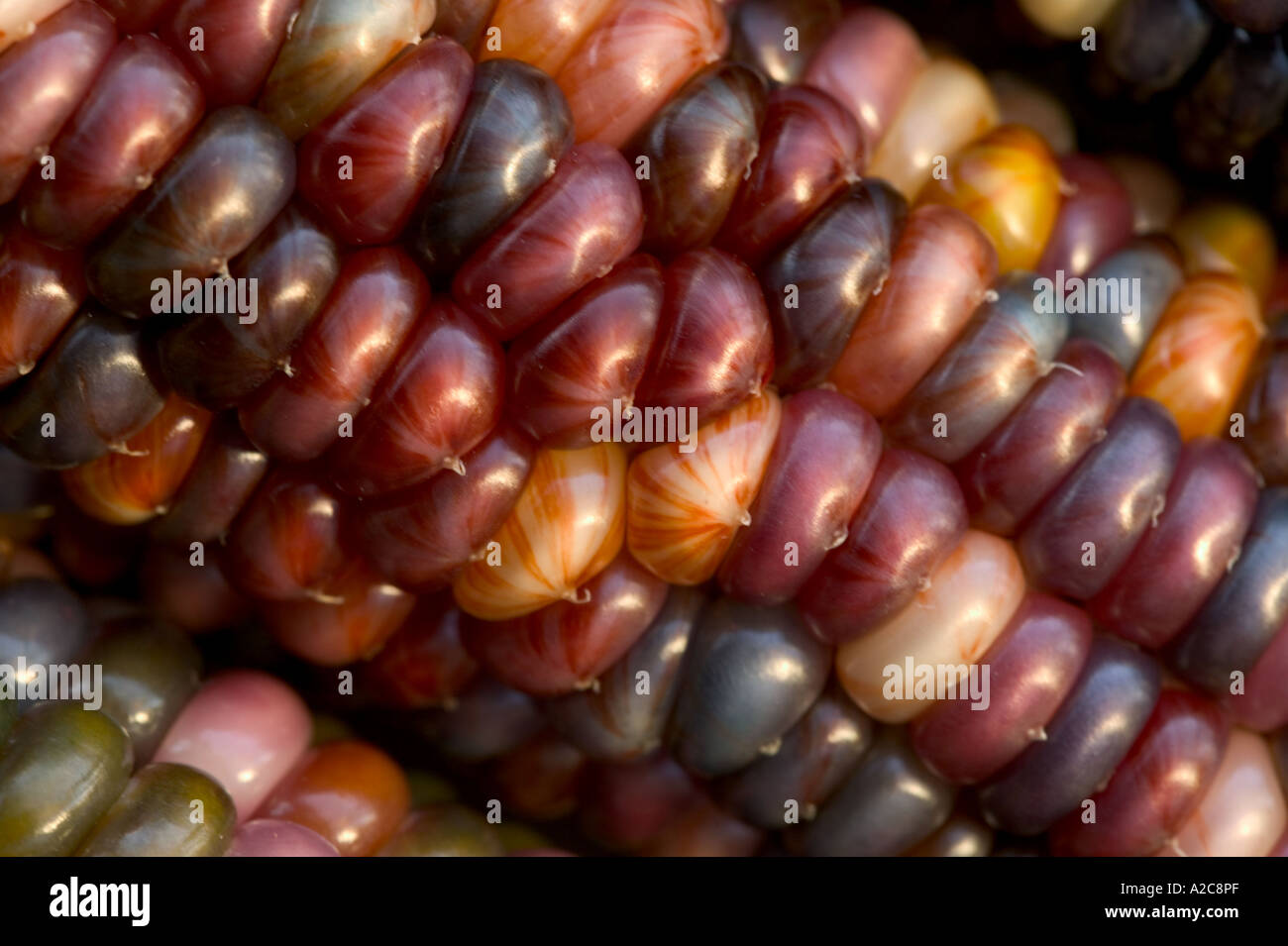 Native american harvesting corn hi-res stock photography and images - Alamy