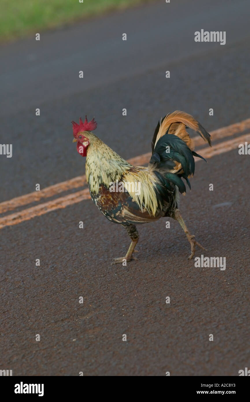 Chicken Crossing Road Stock Photo - Alamy