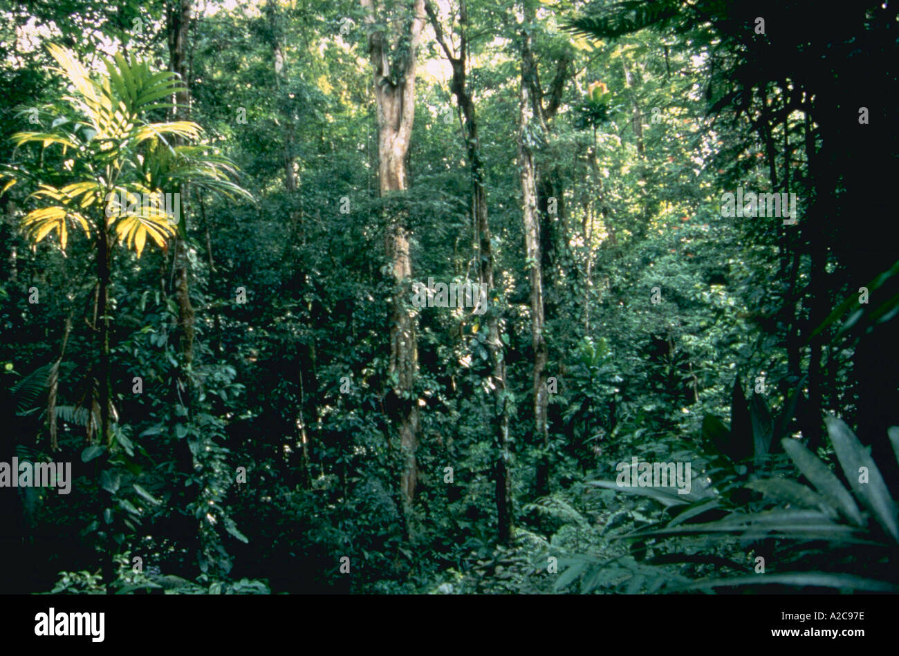 Lush tropical rainforest with sunlight shining through the treetops in ...