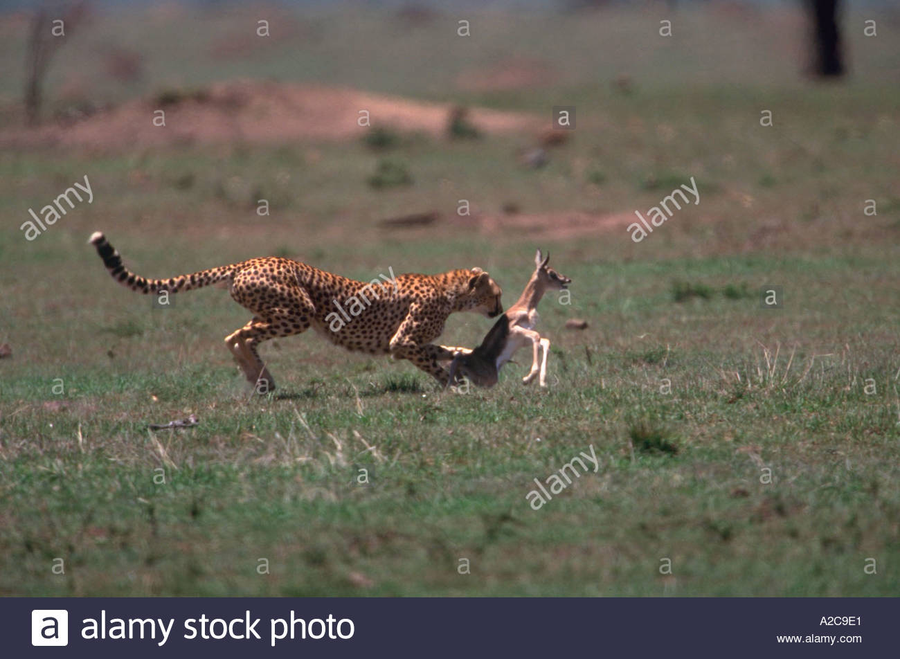 Leopard Hunting Gazelle High Resolution Stock Photography and Images ...
