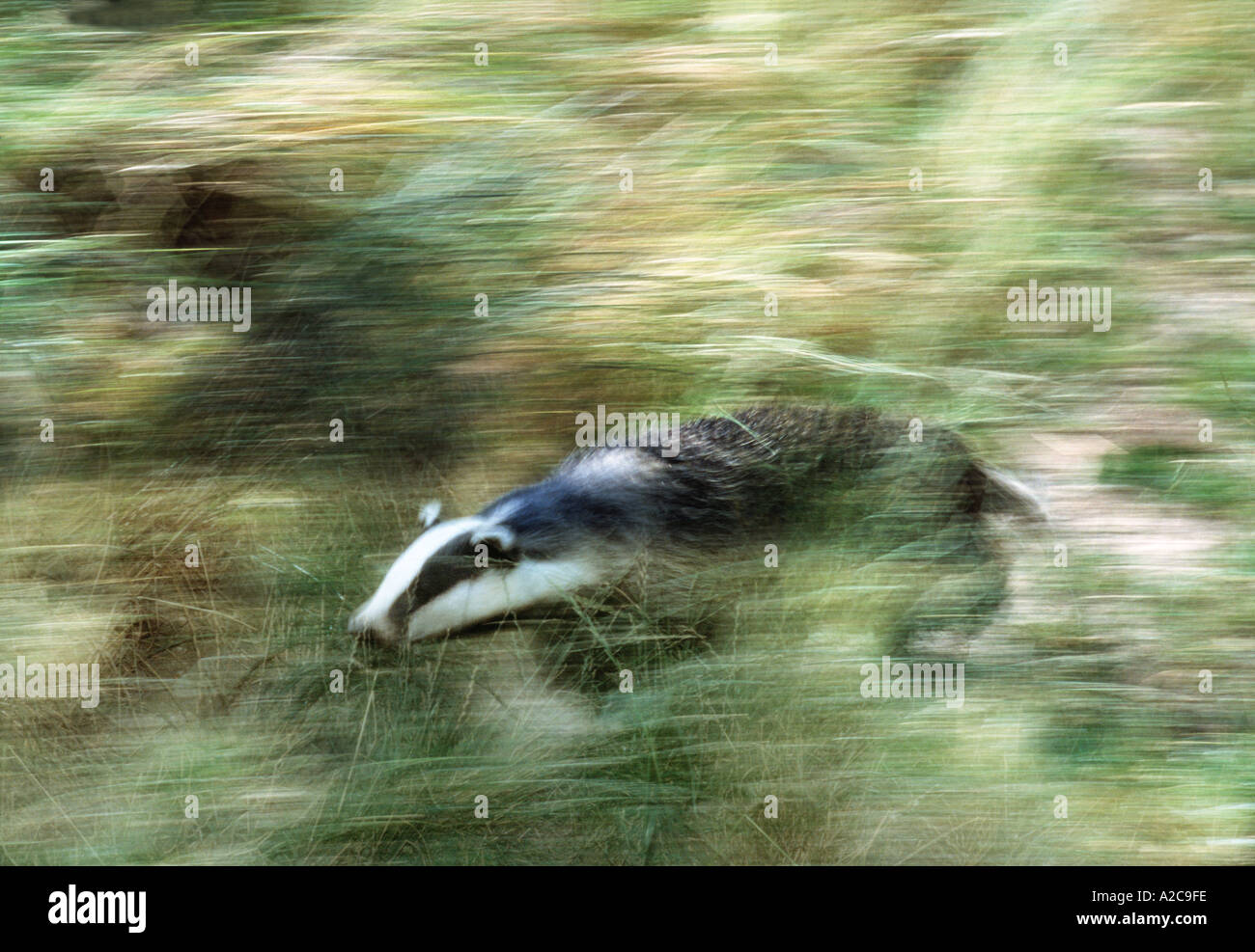 European Badger Running Stock Photo - Alamy