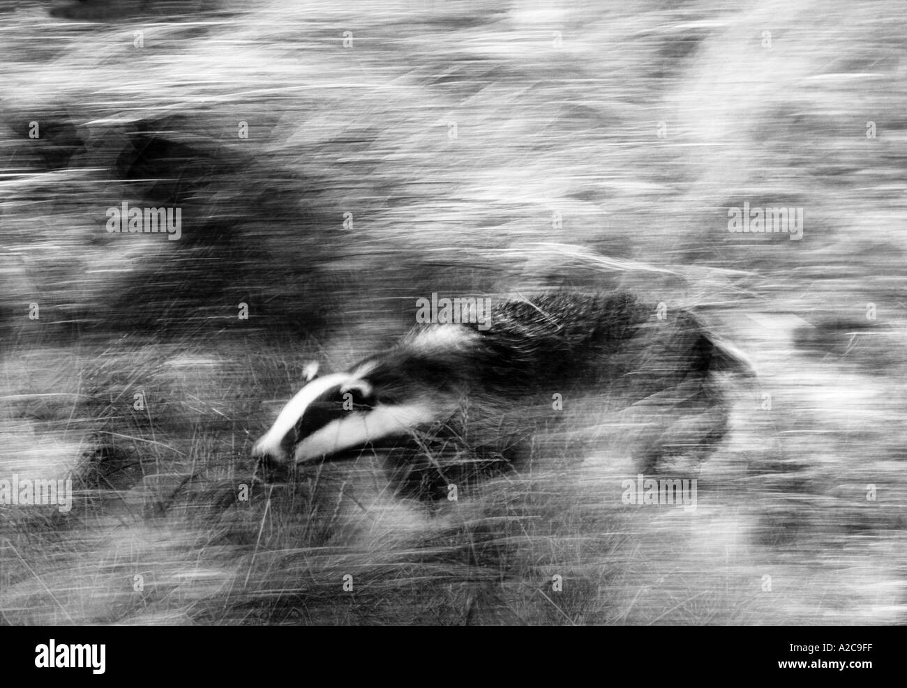 British badgers Black and White Stock Photos & Images - Alamy
