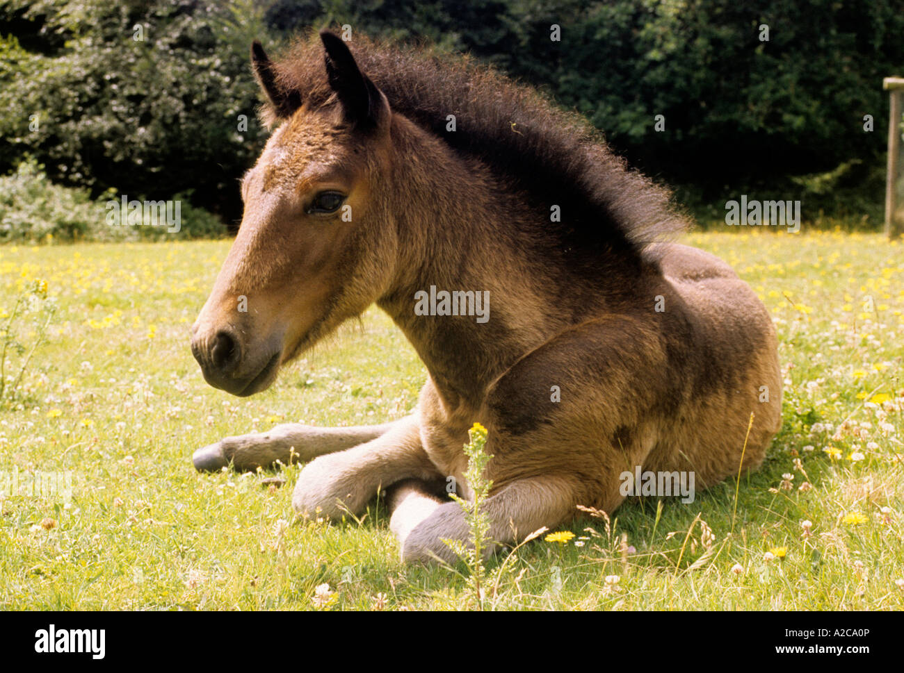 Pony Sitting