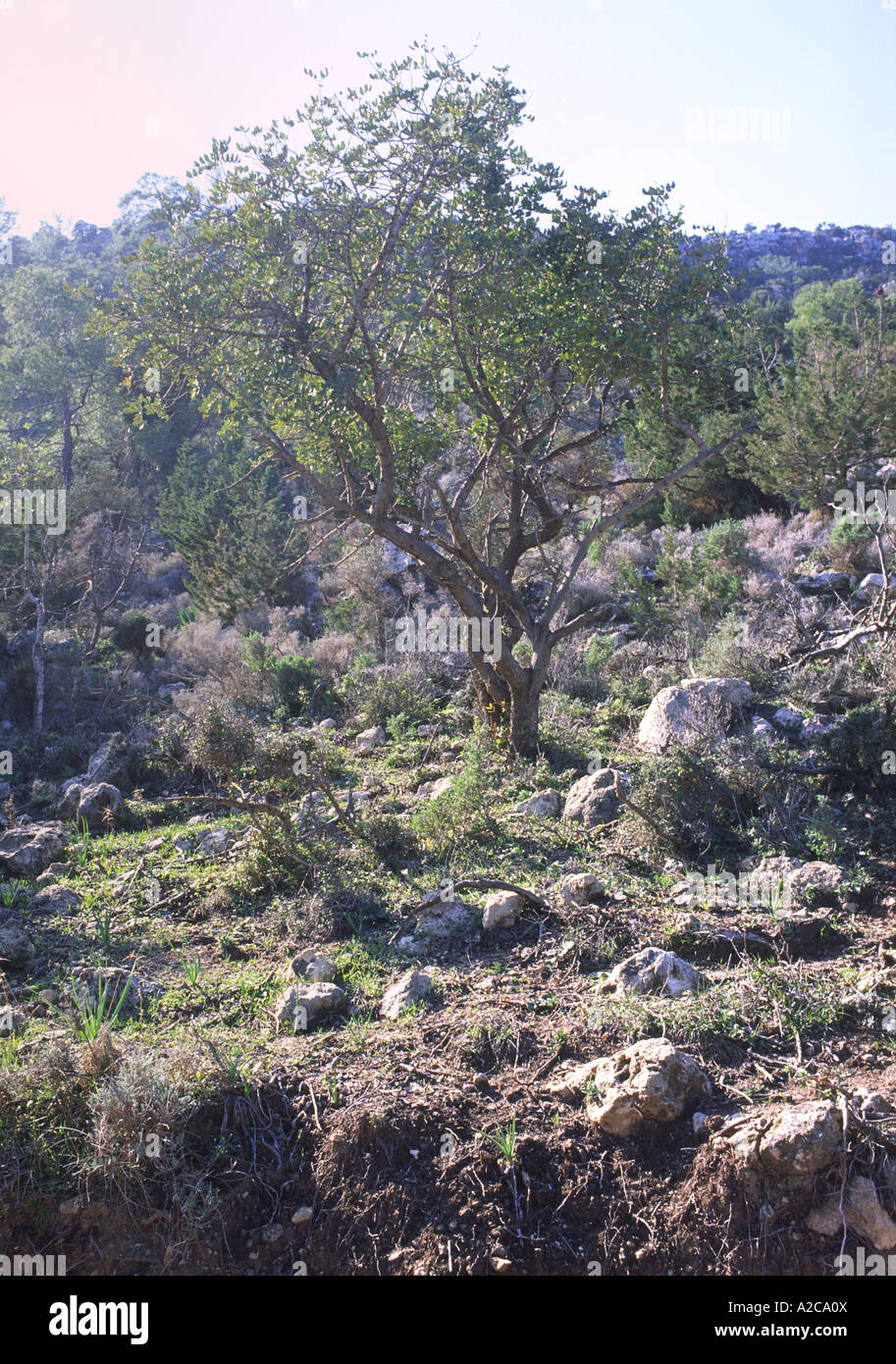 Akamas nature trail aphrodite trail hi-res stock photography and images ...