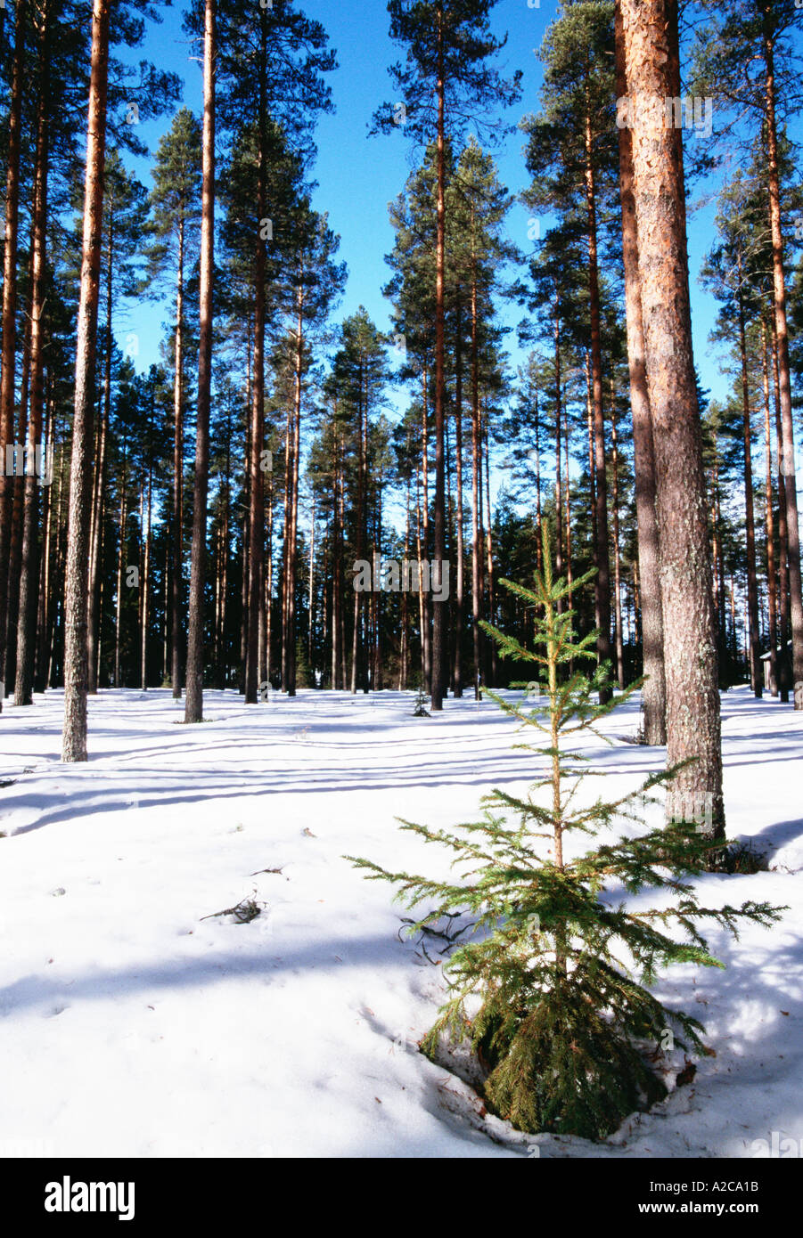 Snow covered fir plantation hi-res stock photography and images - Alamy