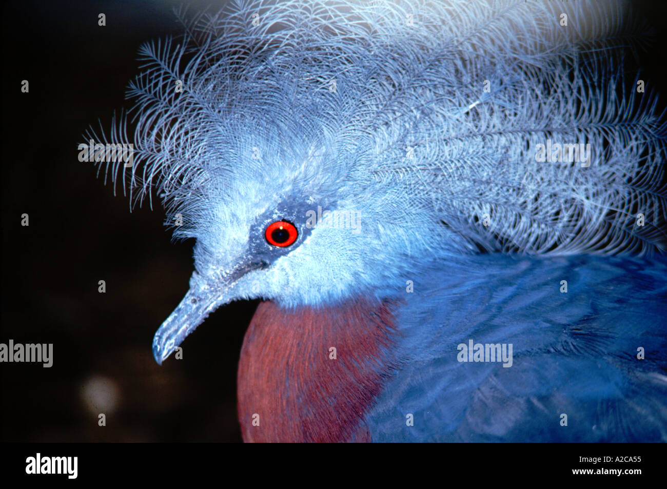 Red plumed pigeon hi-res stock photography and images - Alamy