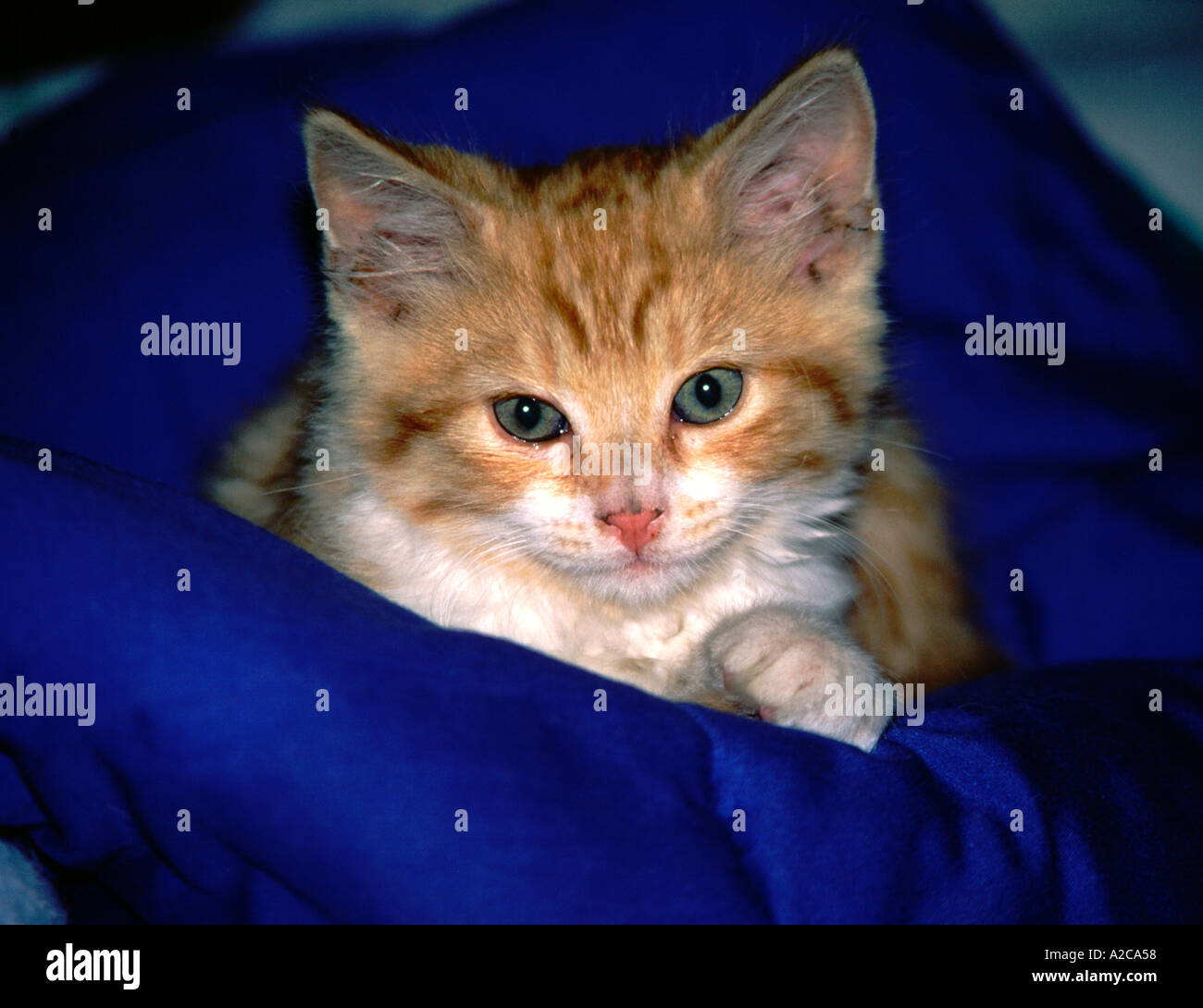 Yellow Tabby Kitten Stock Photo - Alamy
