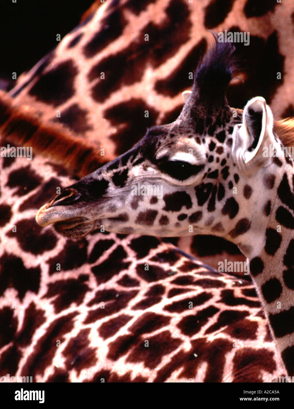 Giraffe baby hoof hi-res stock photography and images - Alamy