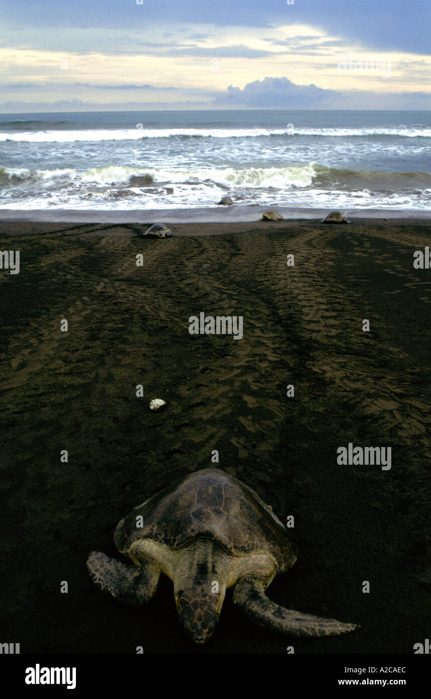 Olive ridley sea turtles of costa rica hi-res stock photography and ...