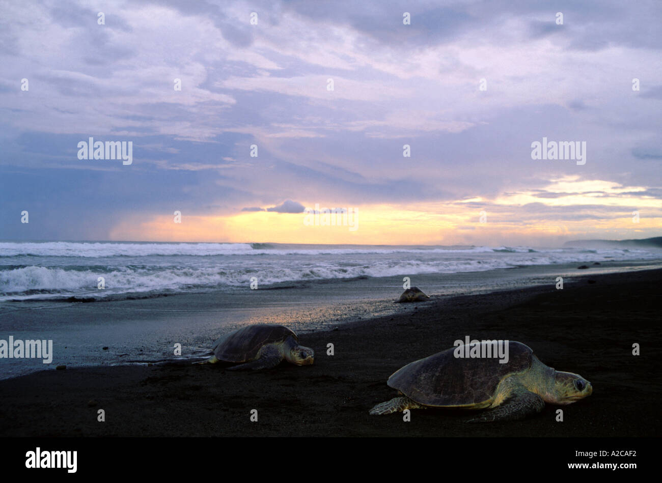 Marine turtles arriving to Ostional beach to spawn (Arribada). Olive ...