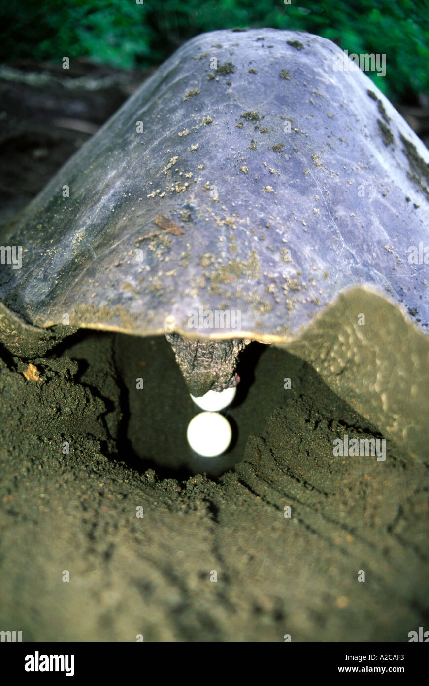 Sea turtle spawning olive ridley hi-res stock photography and images ...