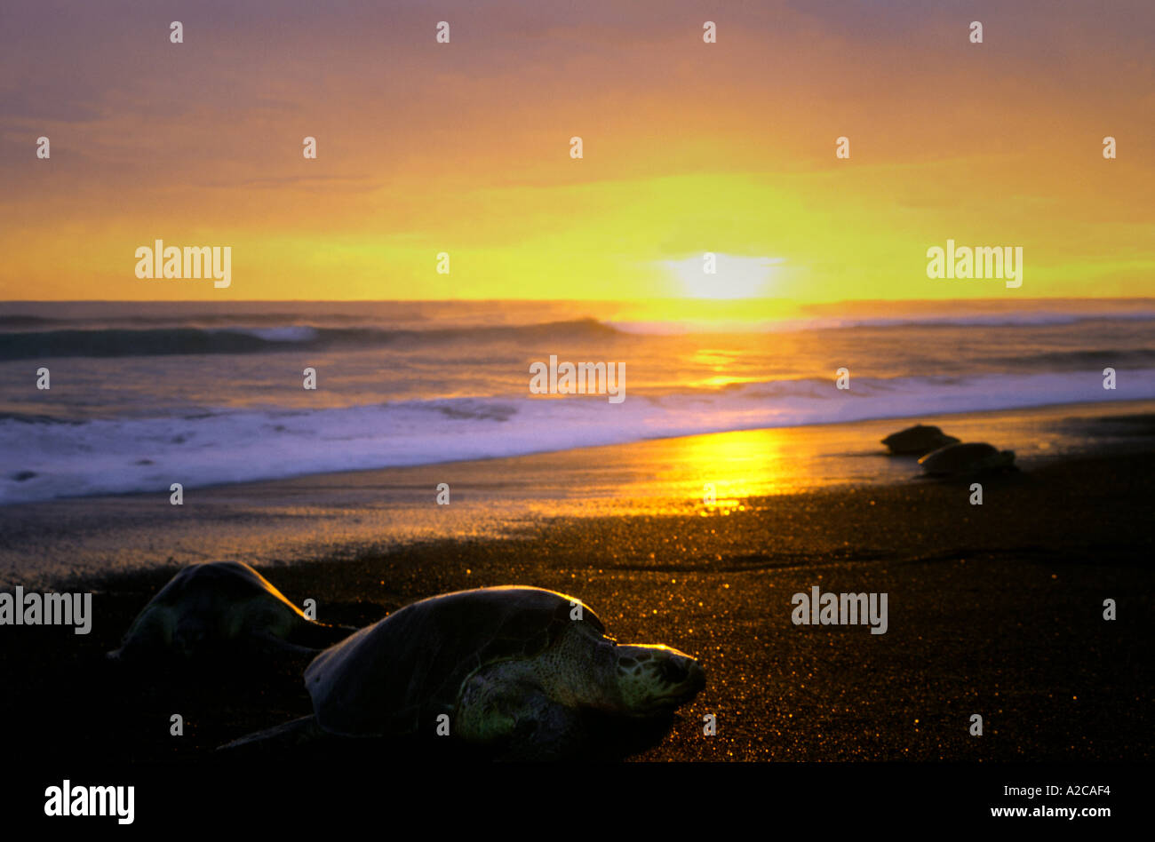 Sea turtles arriving to Ostional beach to spawn (Arribada). Olive ...