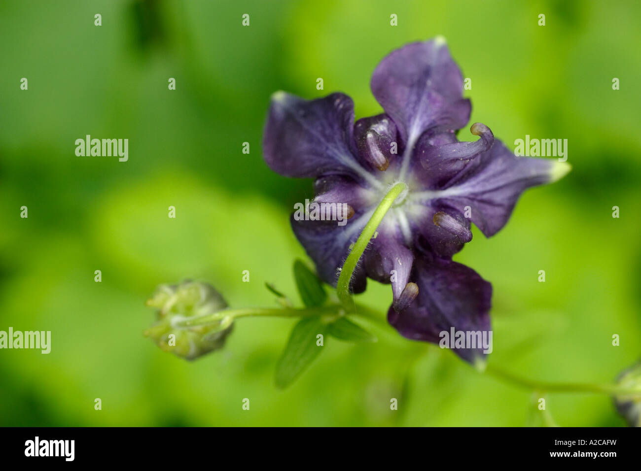 Blue columbine flower with plant lice or aphids Stock Photo - Alamy