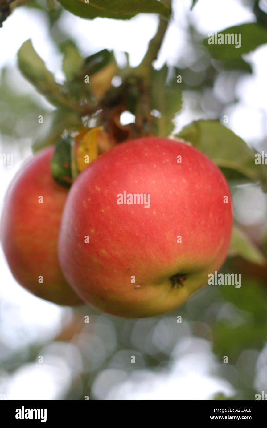 Rosey red apples hi-res stock photography and images - Alamy