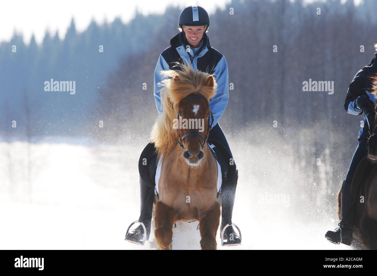 Girl riding an Icelandic Horse cantering in the snow Stock Photo - Alamy