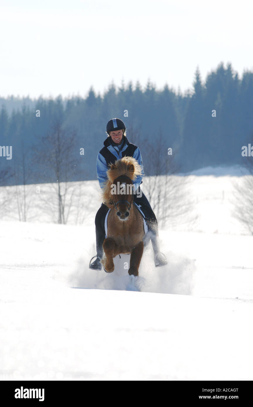Girl riding an Icelandic Horse cantering in the snow Stock Photo - Alamy
