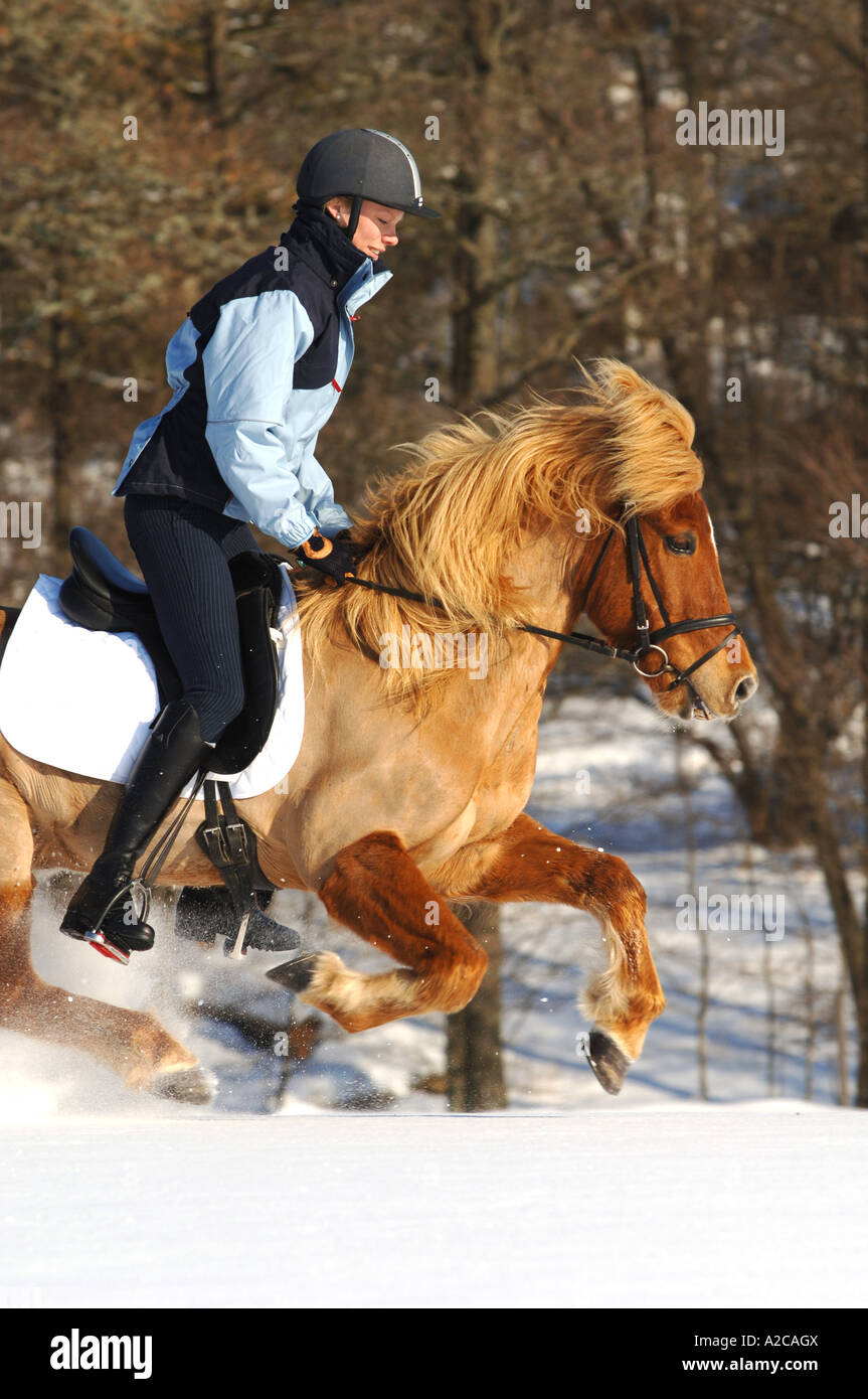 Girl riding an Icelandic Horse cantering in the snow Stock Photo - Alamy