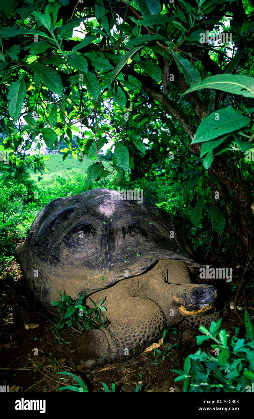 Galapagos Giant tortoise.(Geochelone elephantopus). Darwin Research ...