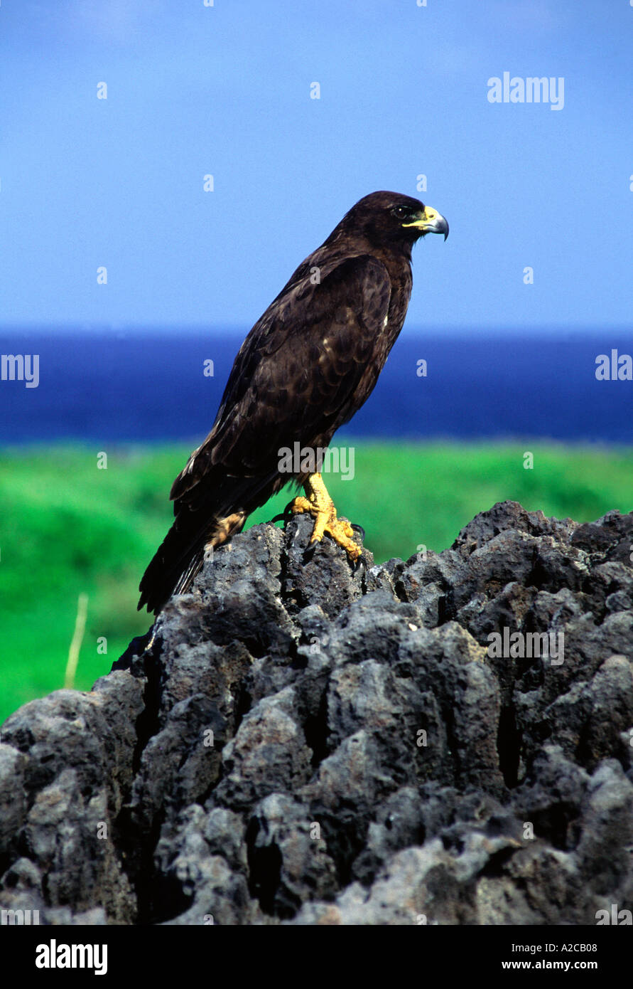 Galapagos hawk. Fernandina Island. Galapagos Islands. Ecuador Stock ...