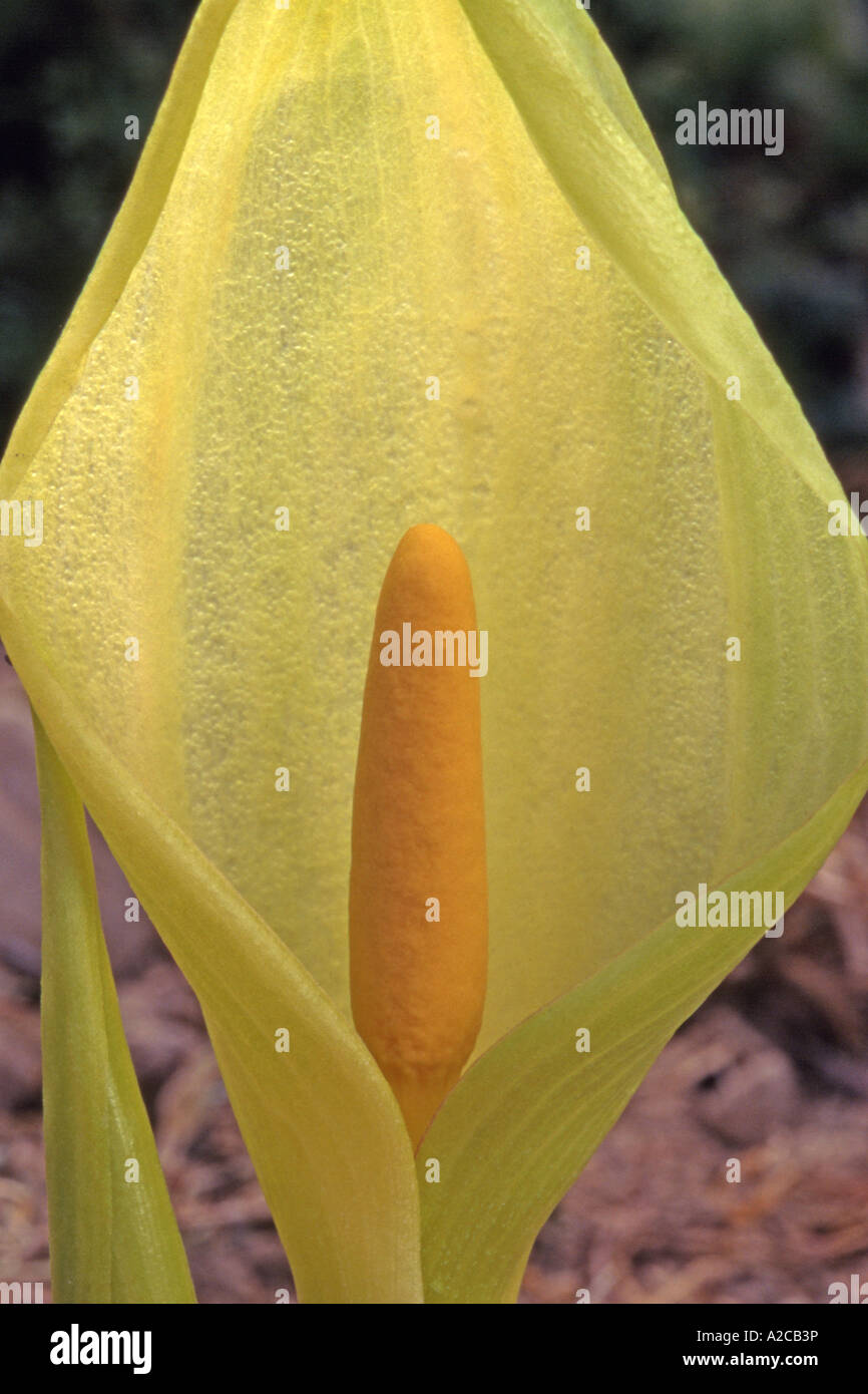 Lords and Ladies, Cuckoo Pint (Arum maculatum), flower spadix and ...