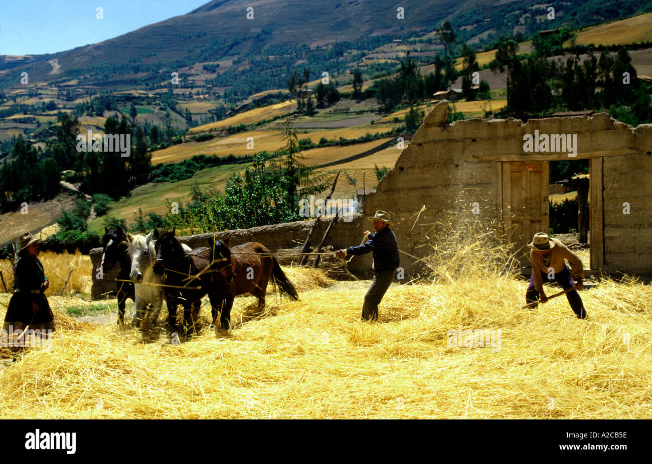Threshing wheat. Tayabamba village. Andes. Peru Stock Photo - Alamy