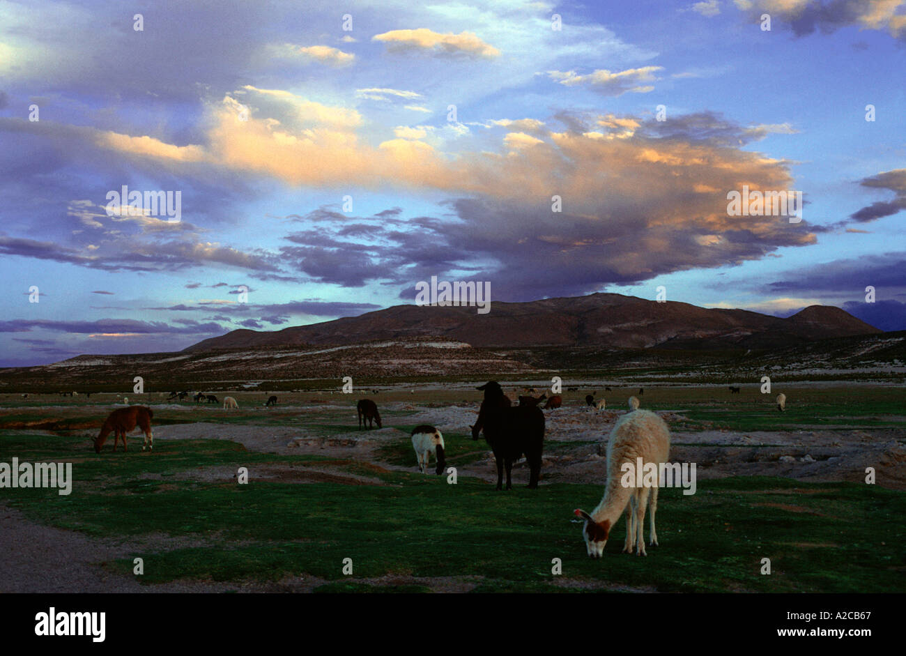 Peru colca canyon llamas hi-res stock photography and images - Alamy