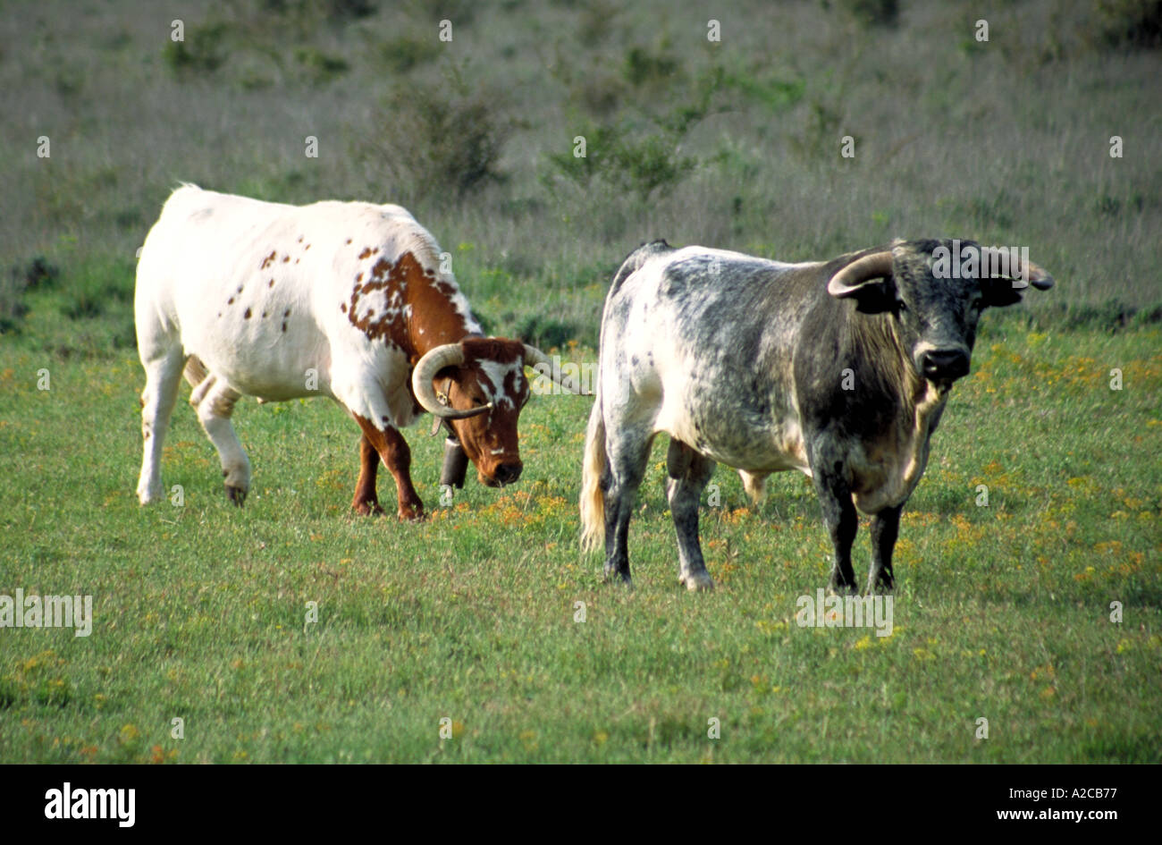 Bulls in Provence, France Stock Photo - Alamy