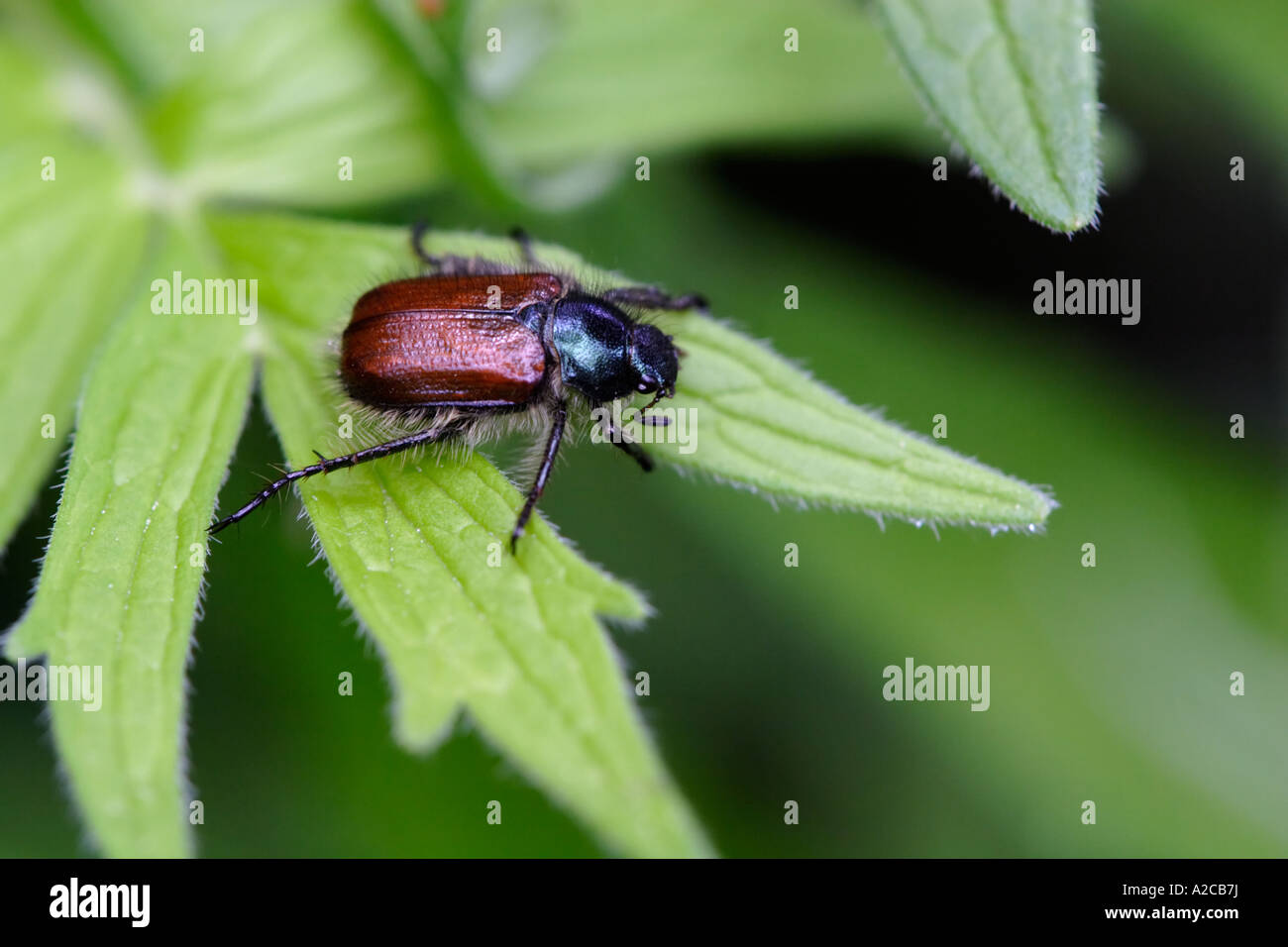 Chafer bug hi-res stock photography and images - Alamy