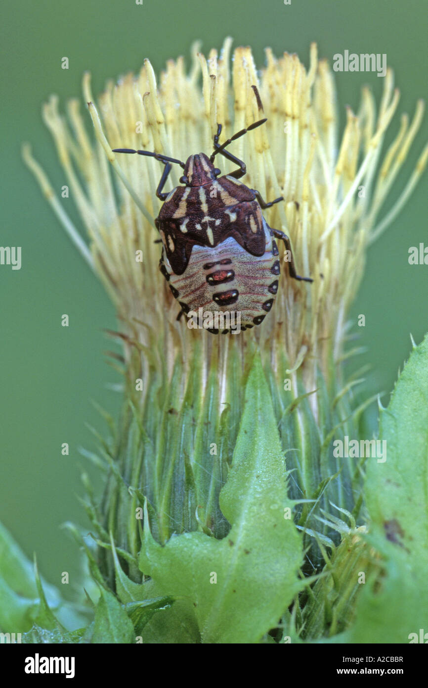 Larva of bug Pentatomidae on Cabbage Thistle Stock Photo - Alamy