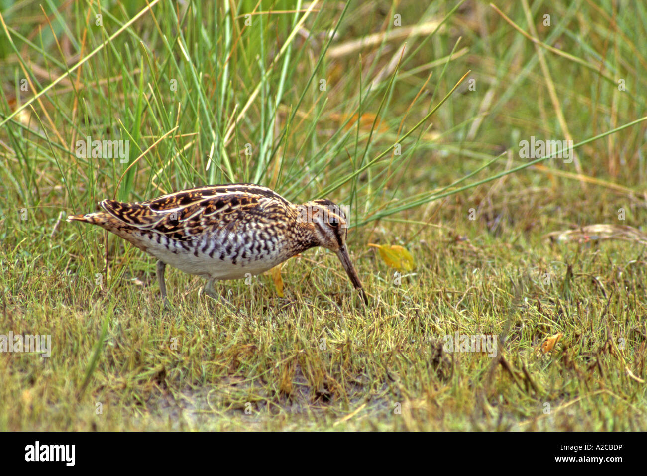 Common Snipe (Gallinago gallinago) searching for food in wetland Stock ...