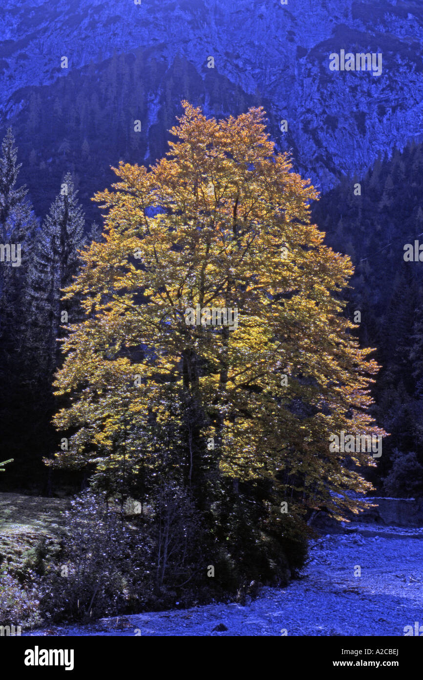 Sycamore (Acer pseudoplatanus) single tree against a mountainous ...