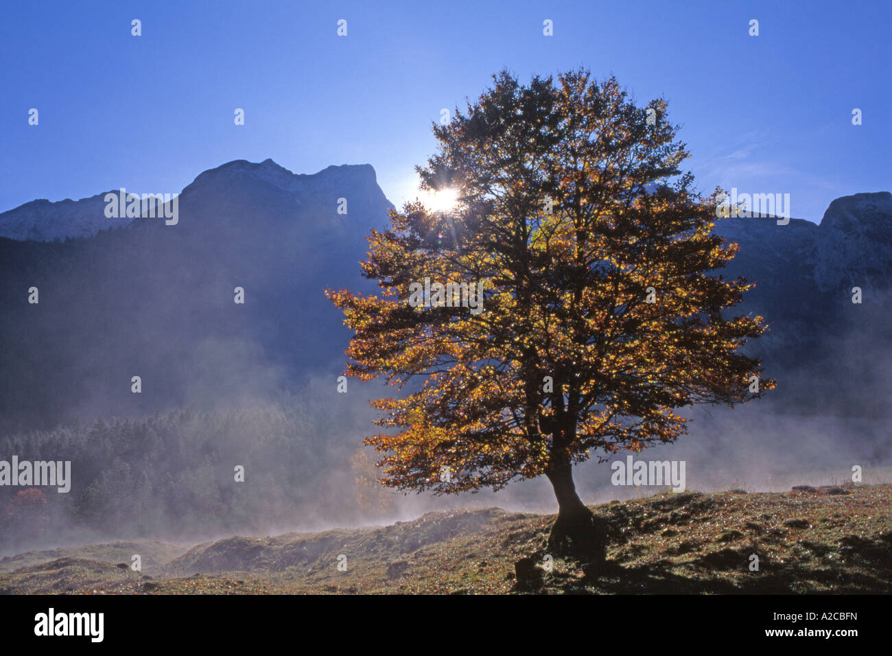 Sycamore Acer (pseudoplatanus) single tree against a mountainous ...