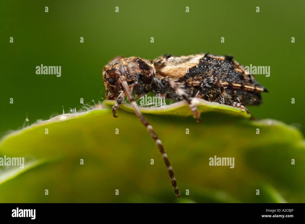 Longhorn Beetle on Columbine (Pogonocherus hispidulus Stock Photo - Alamy