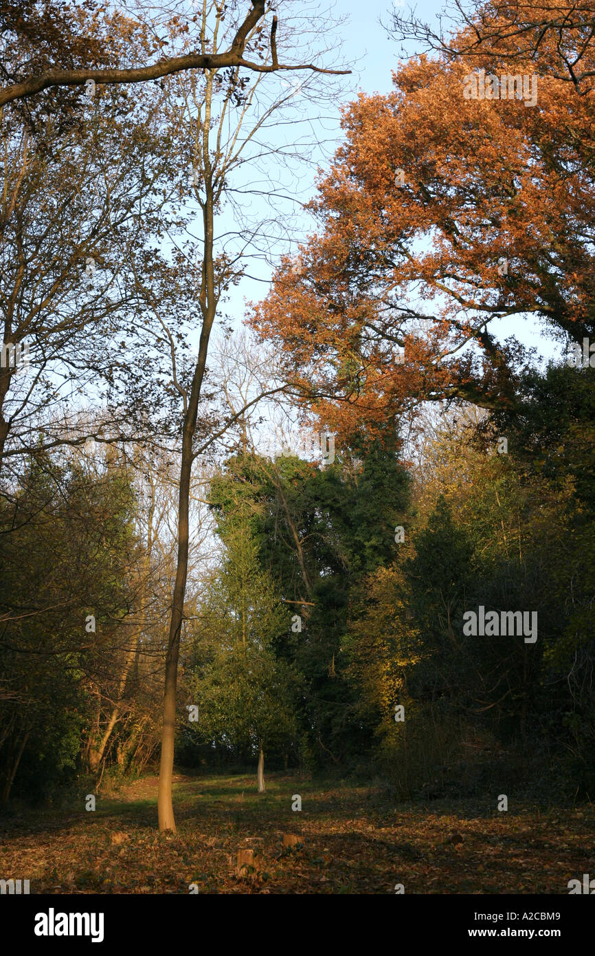 Tall woodlands hi-res stock photography and images - Alamy