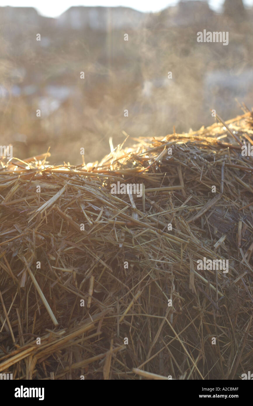Straw for compost hi-res stock photography and images - Alamy