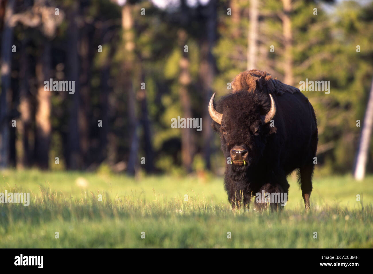 American Bison, Buffalo (Bison bison), bull on meadow Stock Photo - Alamy