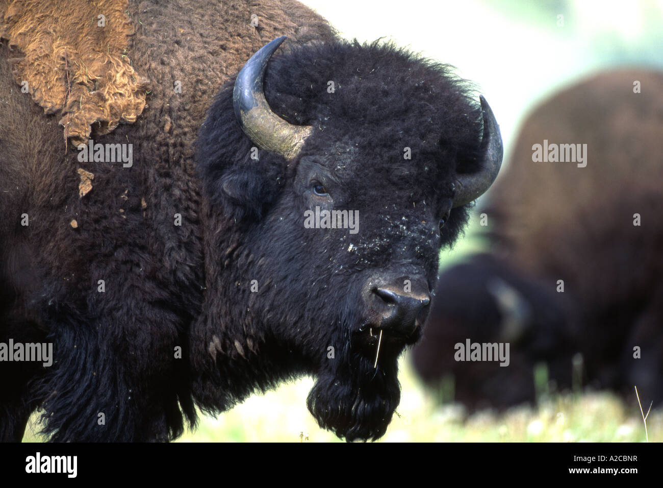 American Bison, Buffalo (Bison bison), bull, portrait Stock Photo - Alamy