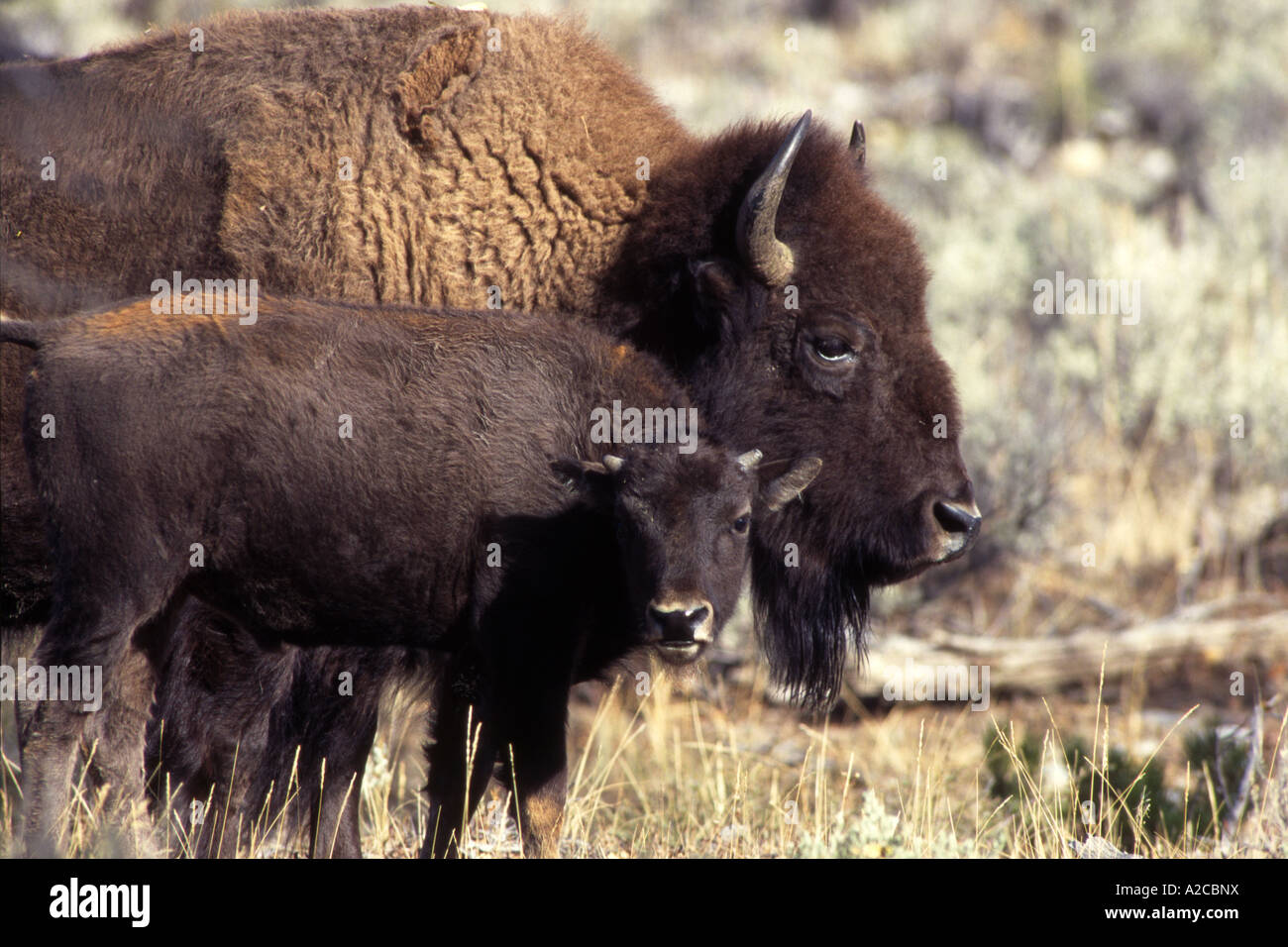 American Bison, Buffalo (Bison bison), bison cow with calf Stock Photo ...