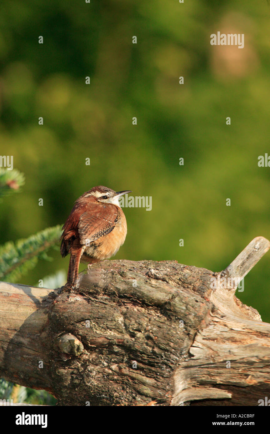 Carolina wren song bird hi-res stock photography and images - Alamy