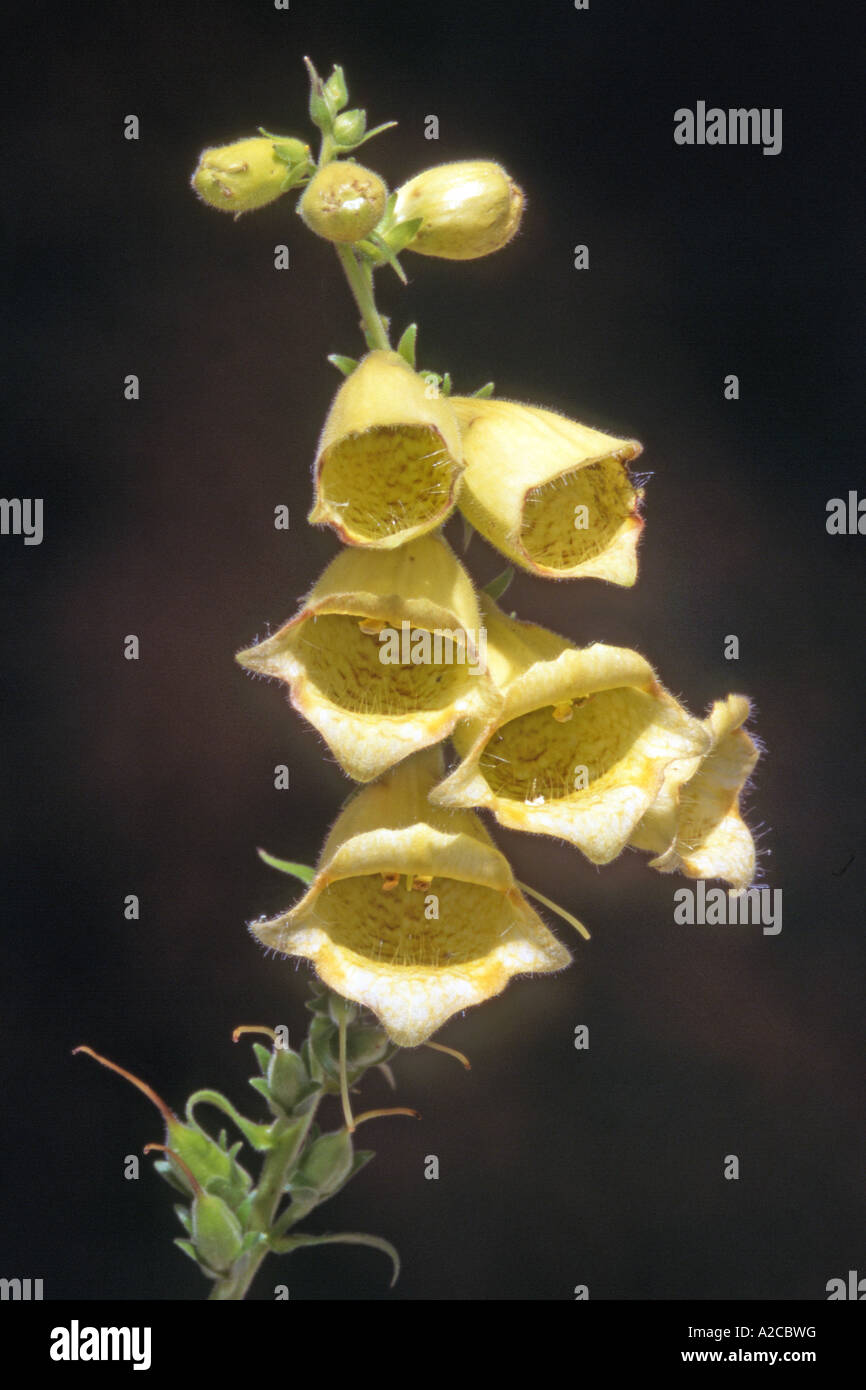 Yellow foxglove digitalis grandiflora hi-res stock photography and ...