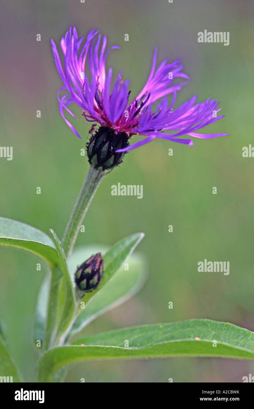 Mountain Knapweed, Perennial Cornflower (Centaurea montana), flower ...