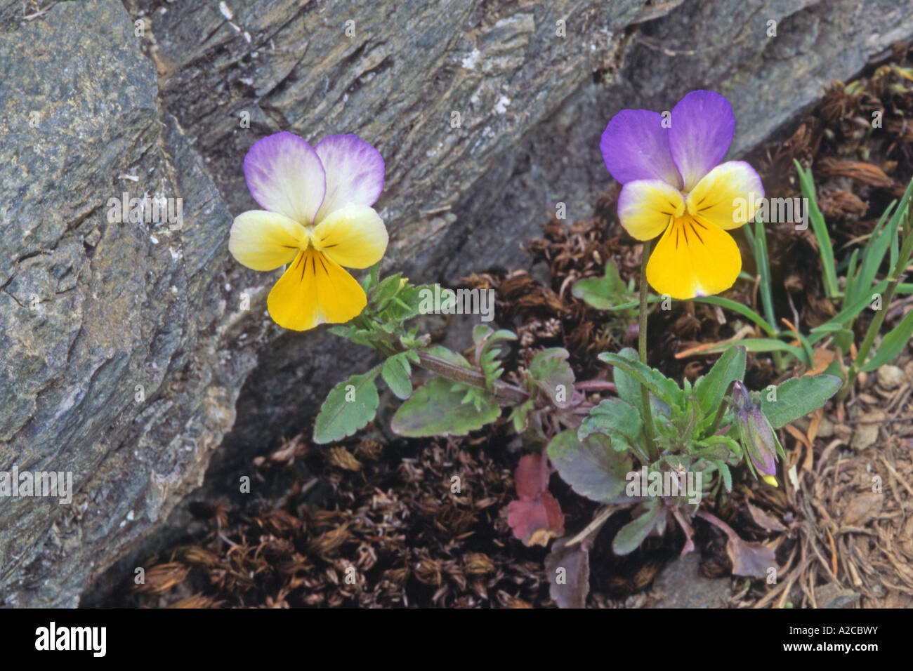 Wild Pansy (Viola tricolor ssp saxatilis), flowering plant among rocks ...