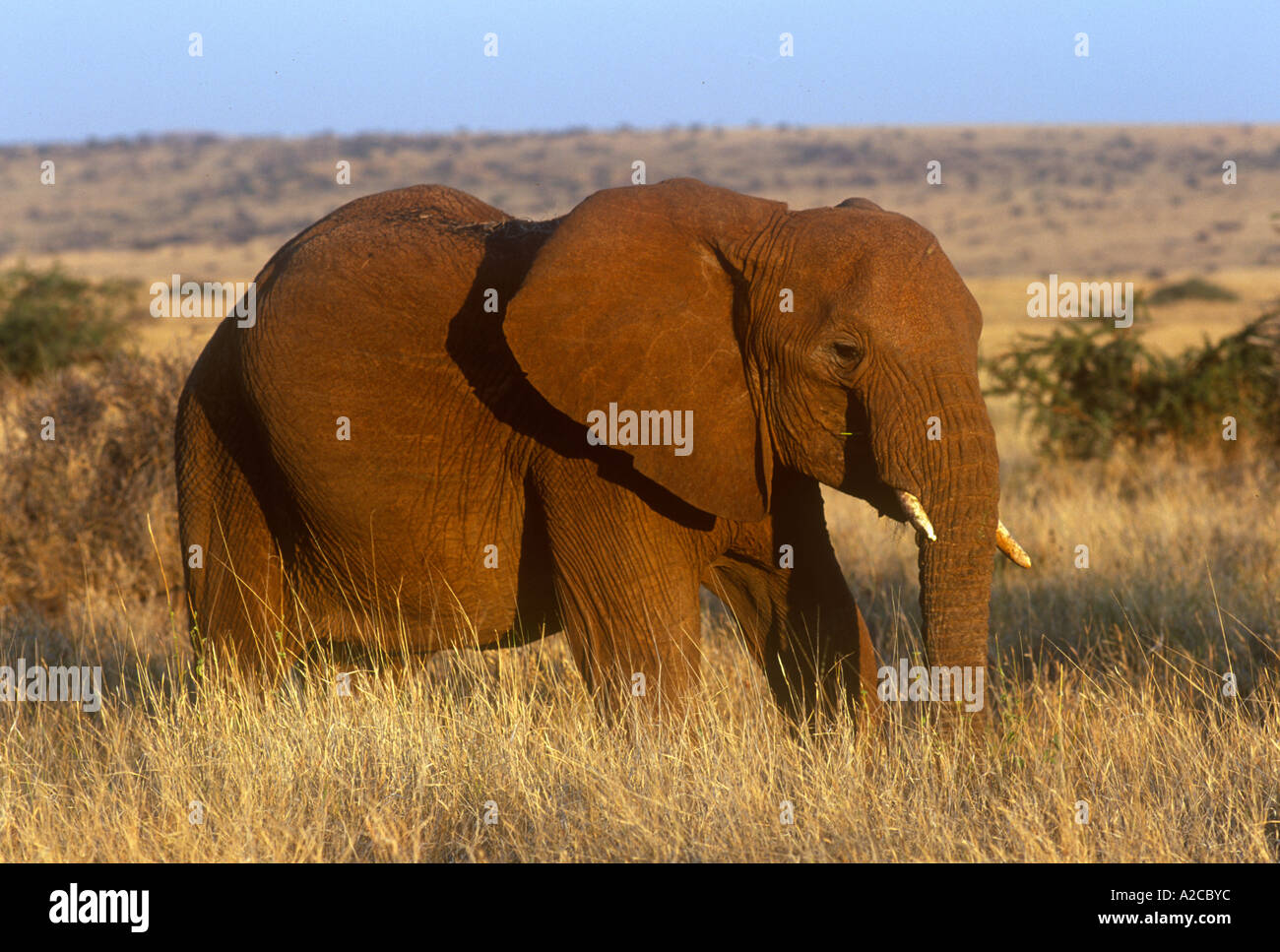 elephant Lewa Downs Conservation Park Kenya Stock Photo - Alamy