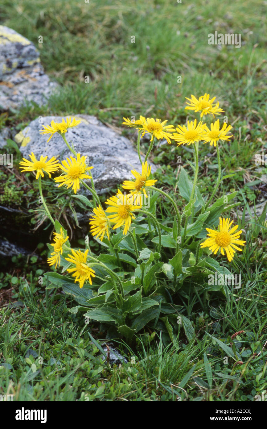 Leopards Bane (Doronicum grandiflorum) flowering plant Stock Photo - Alamy