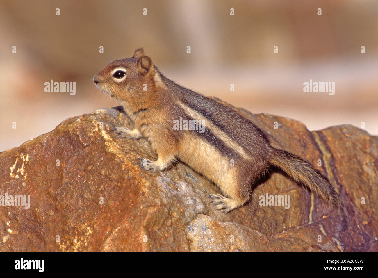 Golden mantled Ground Squirrel (Spermophilus lateralis Stock Photo - Alamy