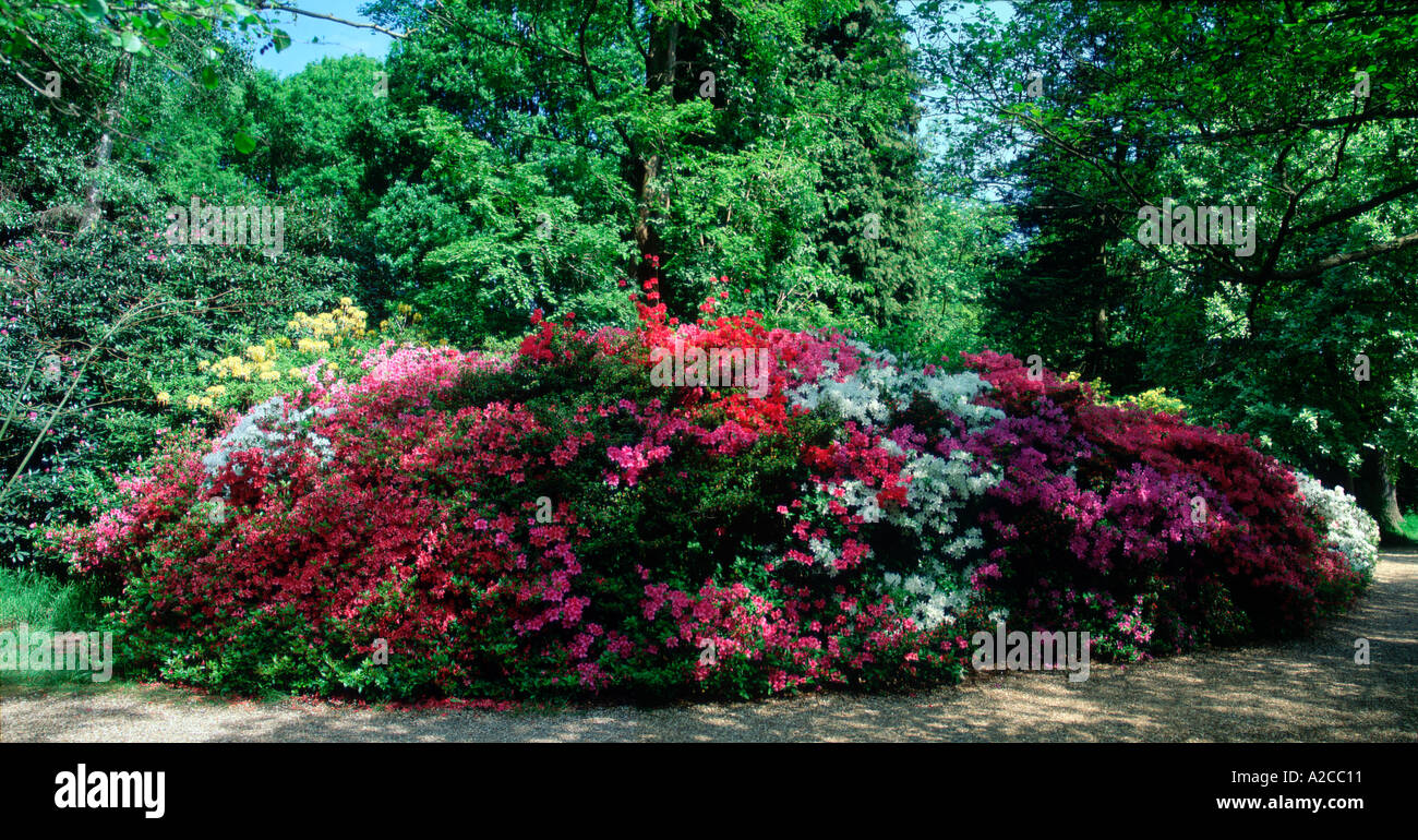 Azaleas in Isabella Plantation Richmond Park London UK Stock Photo - Alamy