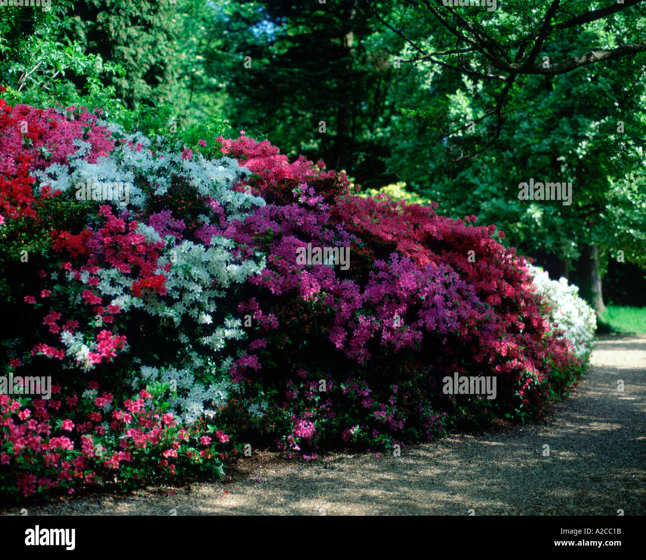 Azaleas in May Isabella Plantation Richmond Park England Stock Photo ...