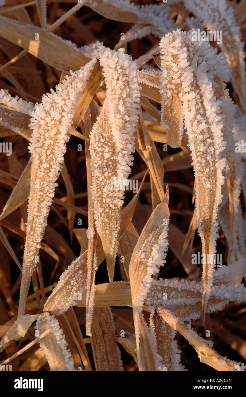 Frosted Reeds, Loch of Skene, Aberdeenshire. Grampian. Scotland. XPL ...