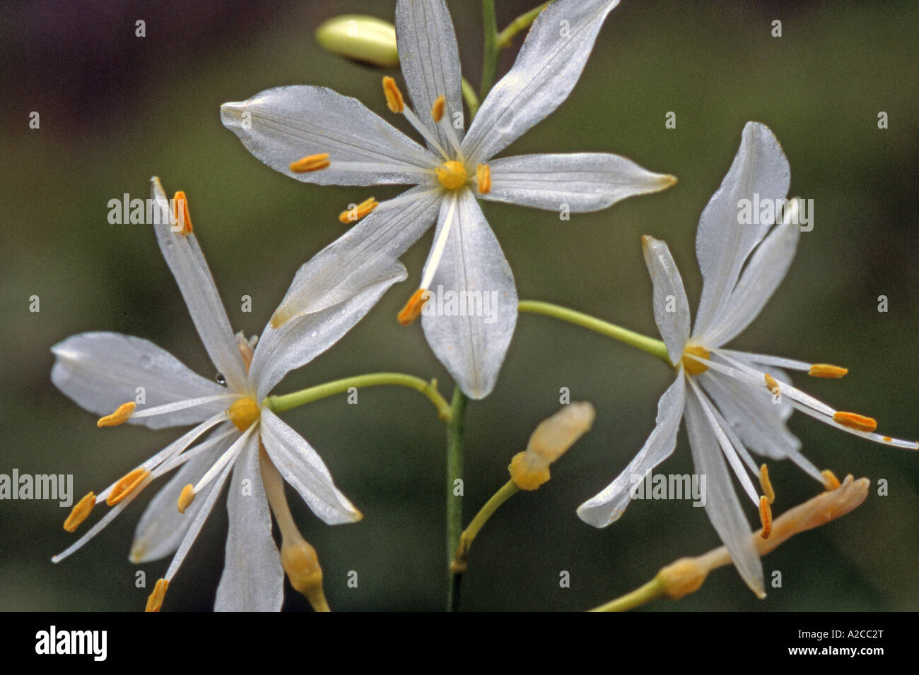 St. Bernards Lily (Anthericum liliago) flowers Stock Photo - Alamy